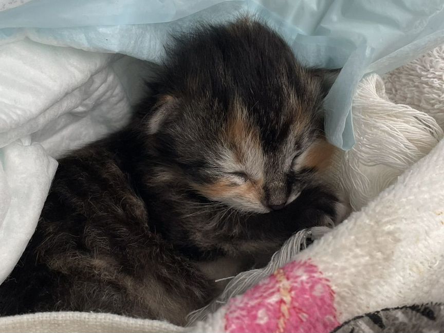 Котенок
