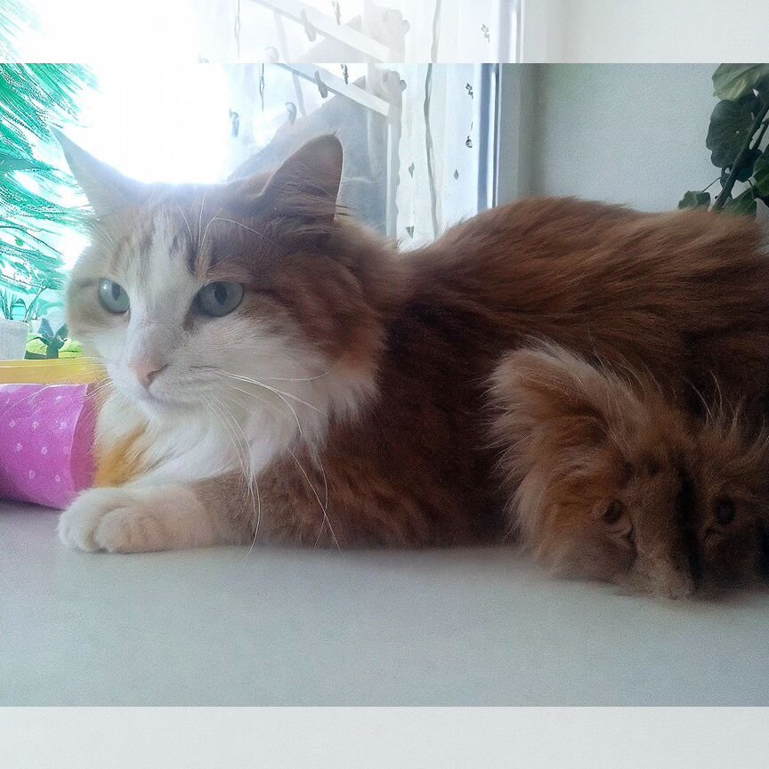 Сибирская, взрослая кошка