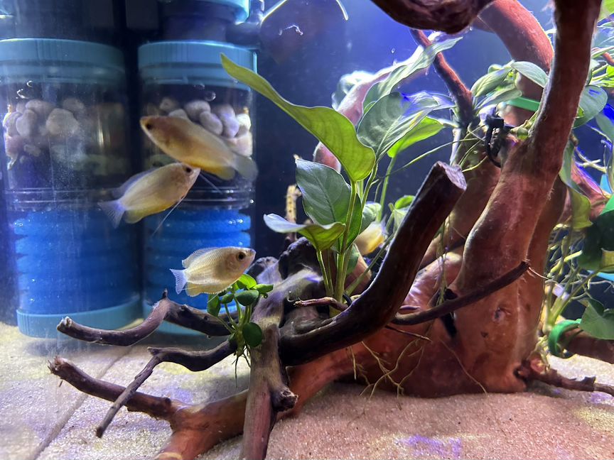 Медовый гурами