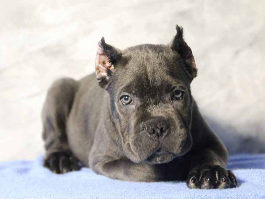 Кане Корсо,мальчик