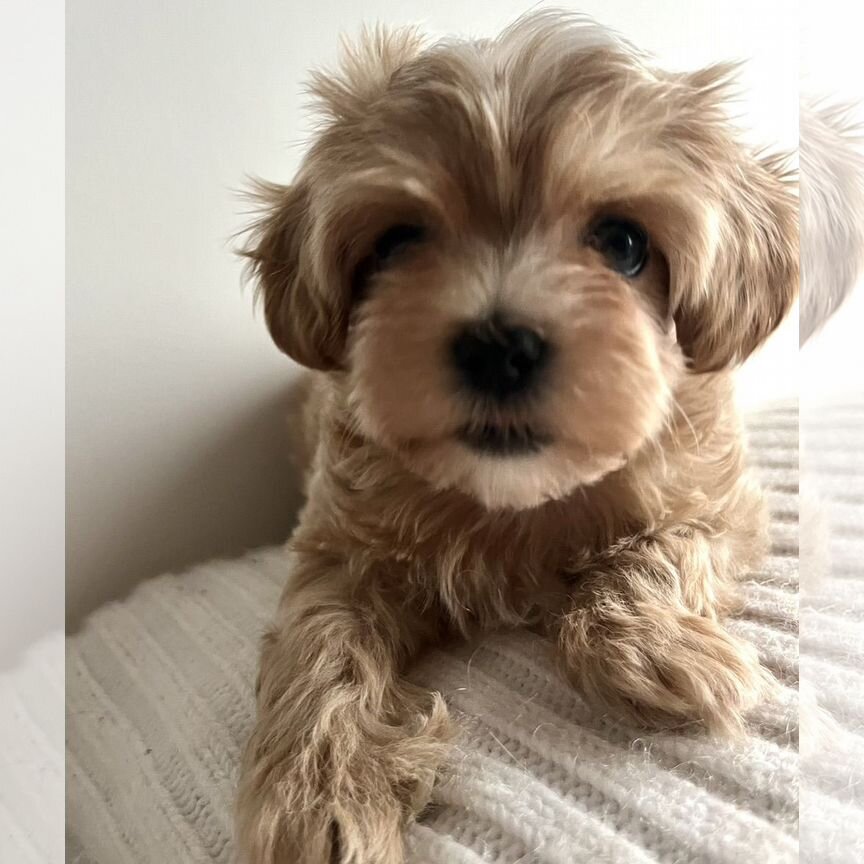 Мальтпу f1 mini мальчик