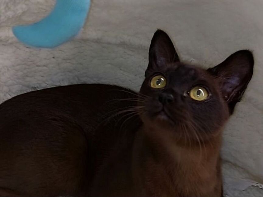 Бурманская кошка в разведение