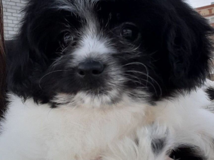 Щенок мальтипу мини