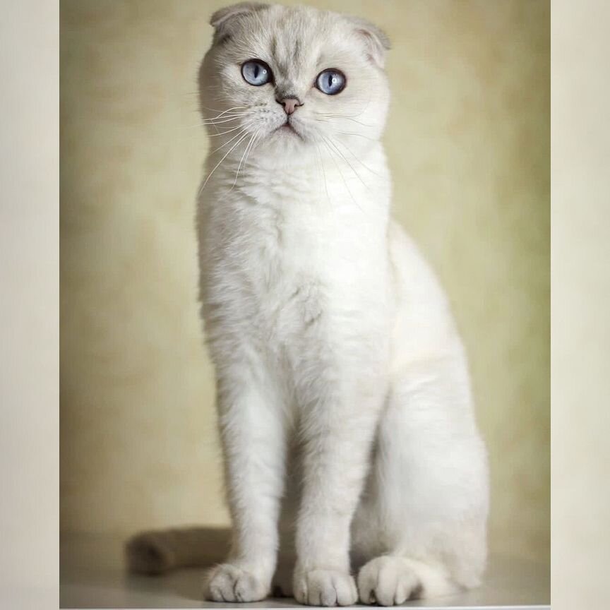 Шотландская вислоухая короткошёрстная кошка, взрослая