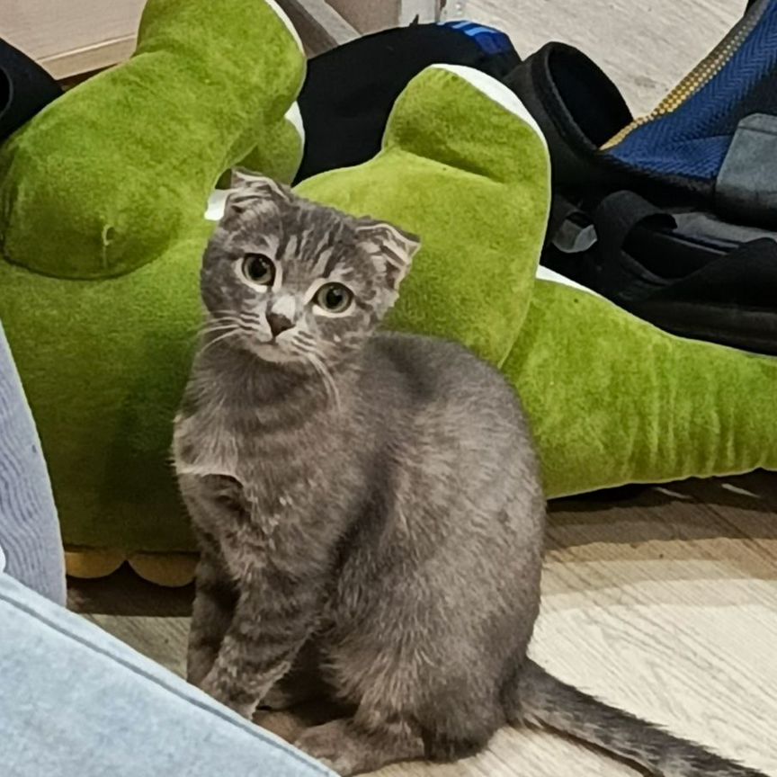 Отдам кошечку британку в добрые руки, 6 месяцев