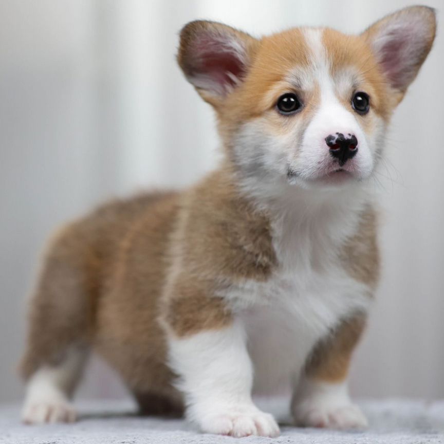 Вельш Корги Пемброк, щенок