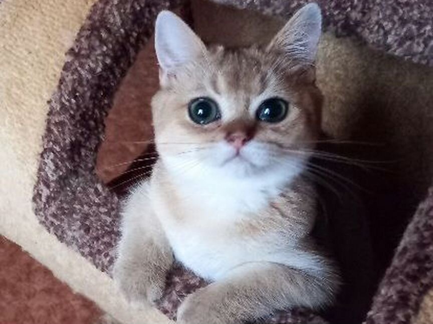 Золотой британец котик