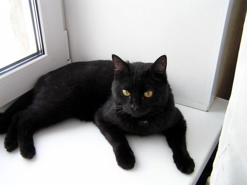 Котик бесплатно