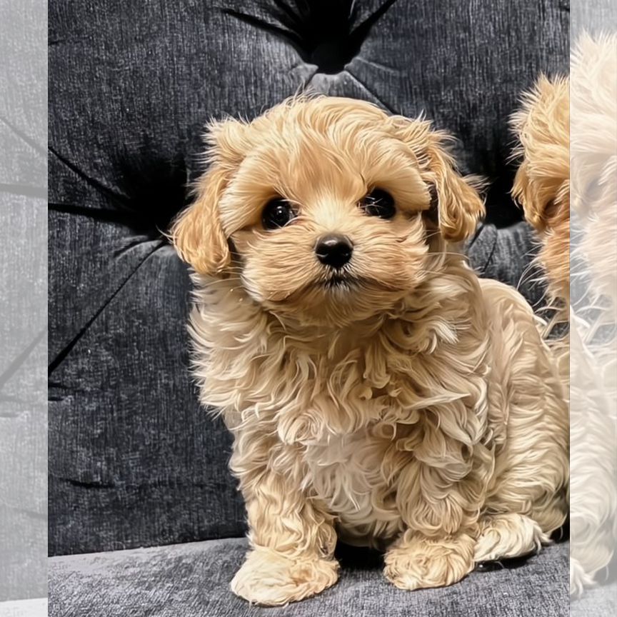 Мальтипу, щенок