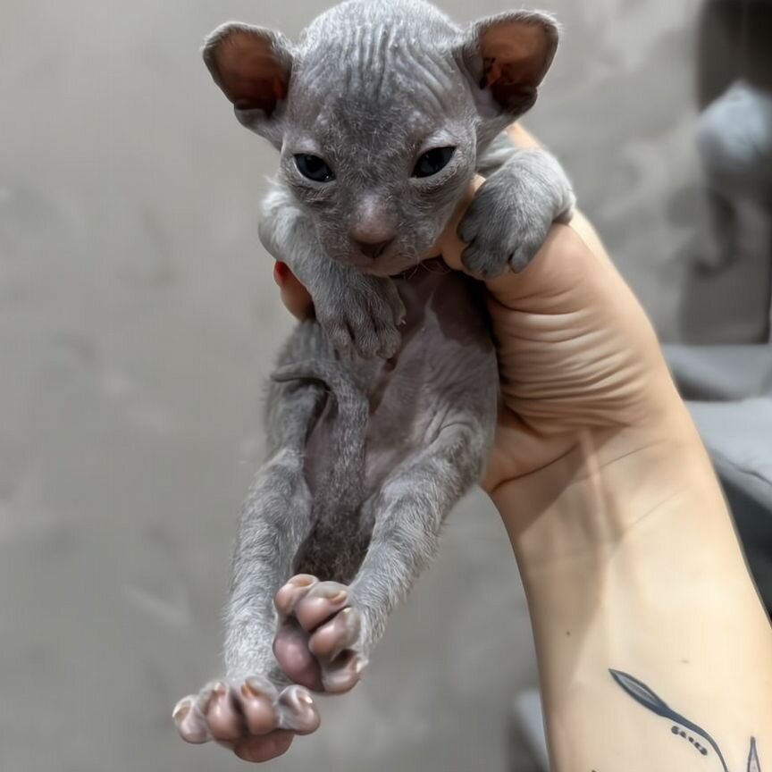 Донской сфинкс котёнок