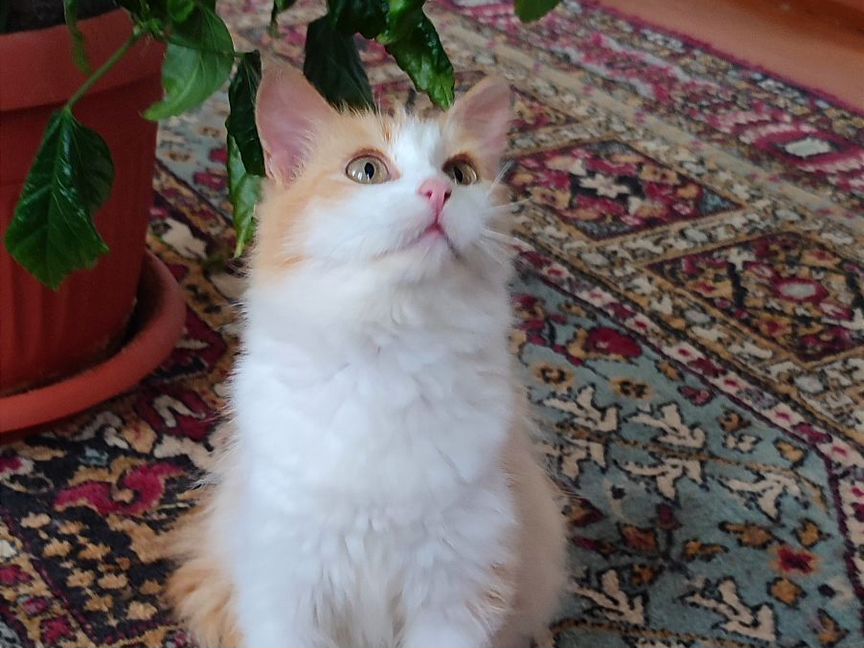 Кошка в дар