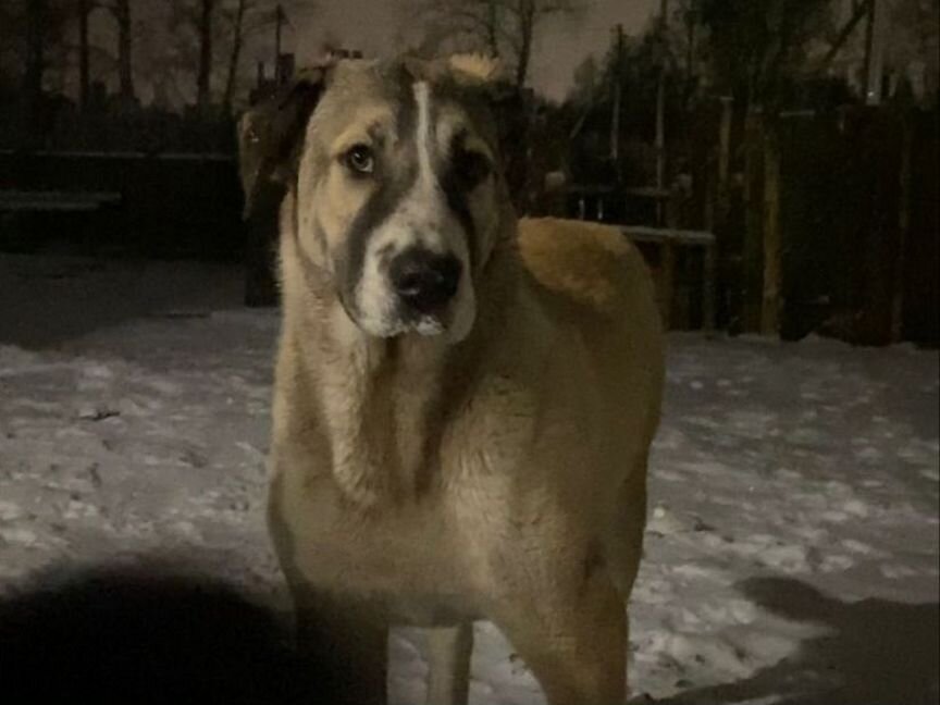 Алабай, метис с волкодавом