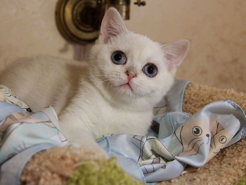 Атос - серебристая шиншилла-пойнт котик