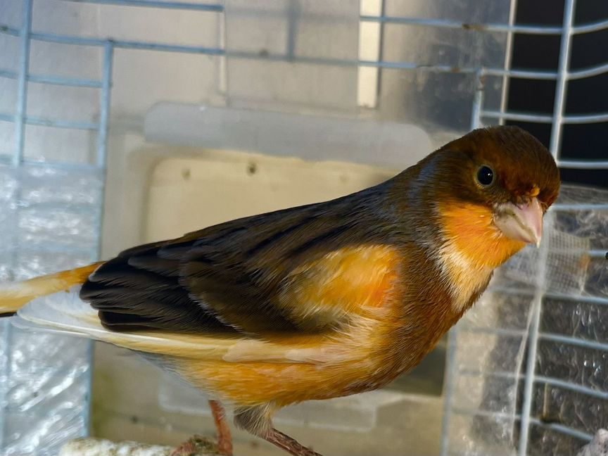 Кенар поющий(мальчик)