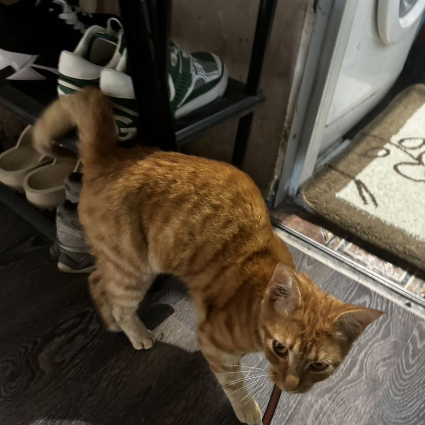 Рыжий котенок