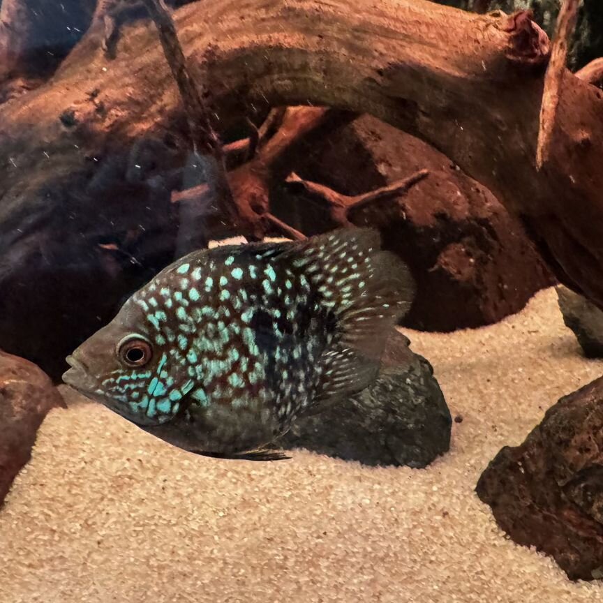 Бриллиантовая цихлазома (балон)