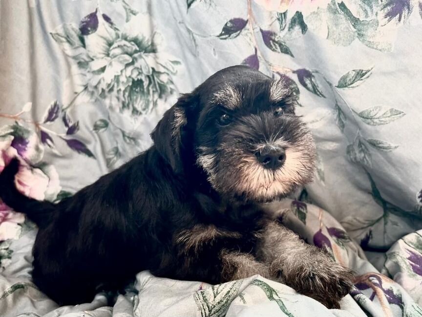 Цвергшнауцер щенки