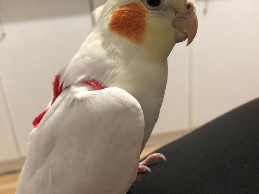 Попугай корелла (обмен на самочку до 1 года)