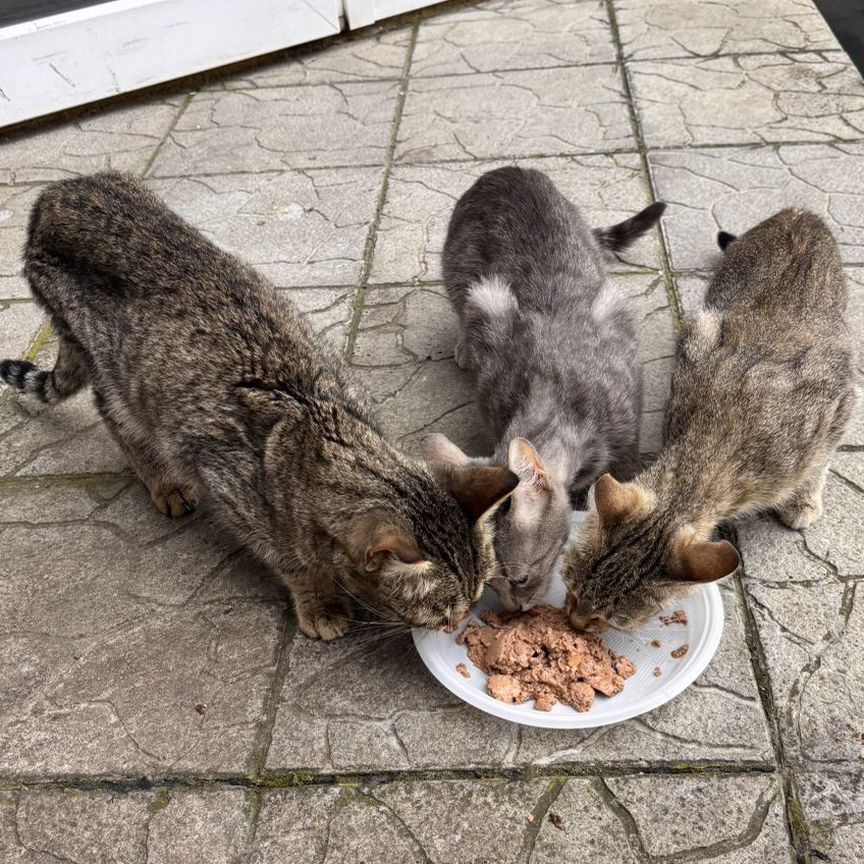 Коты умирают на улице