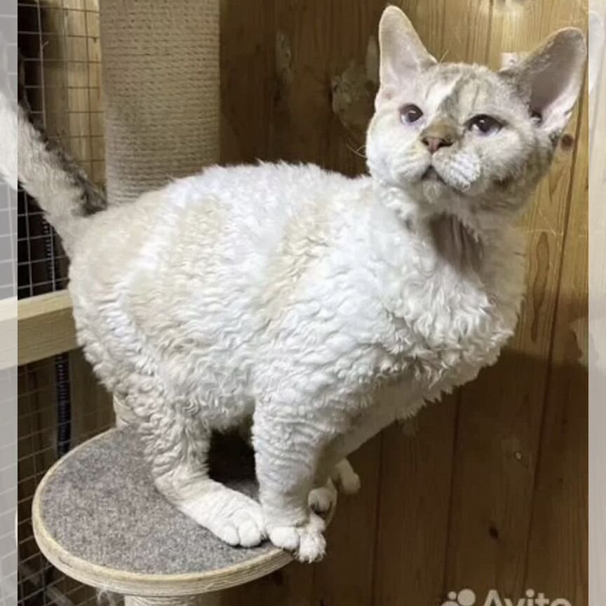 Девон-рекс, взрослый кот