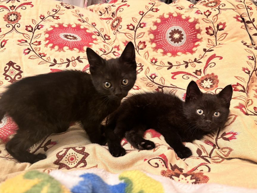 Маленькие котята в добрые руки