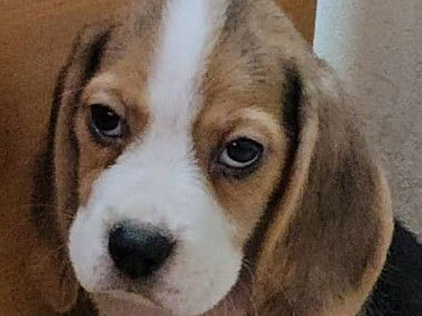 Бигль девочки Щенки