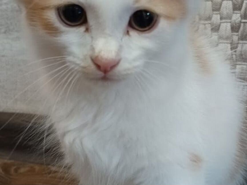 Кошка в дар бесплатно