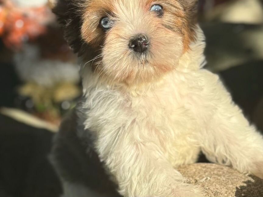 Девочка йорк беби фейс голубые глазки