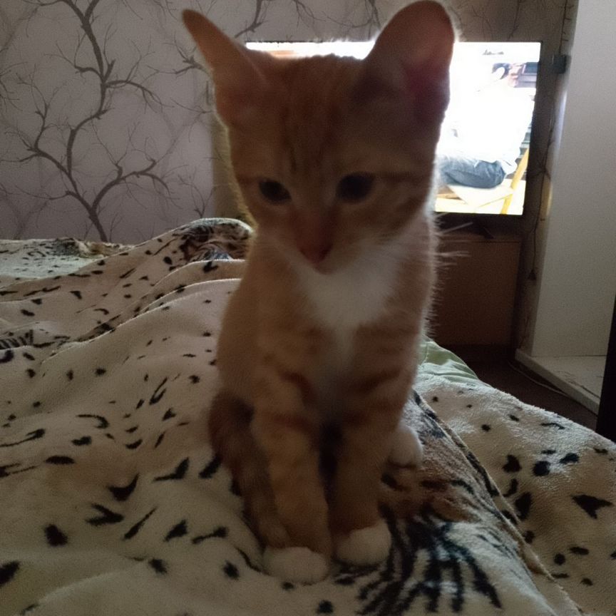 Рыжий котик