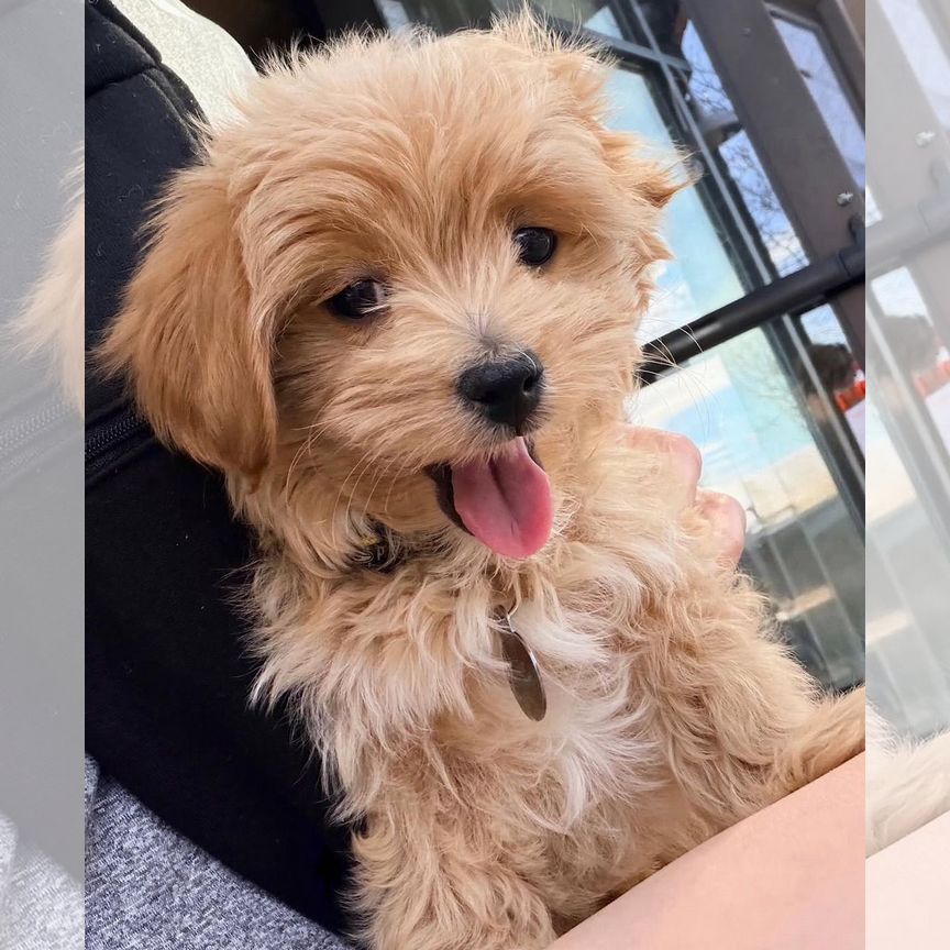 Мальтипу, щенок