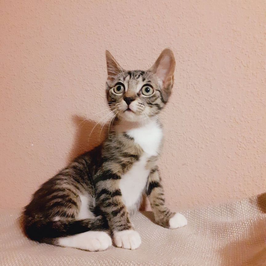 Котенок мальчик