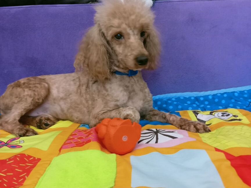 Мальчик пудель