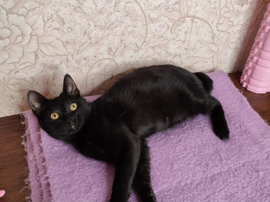 Черный котик удачу принесет