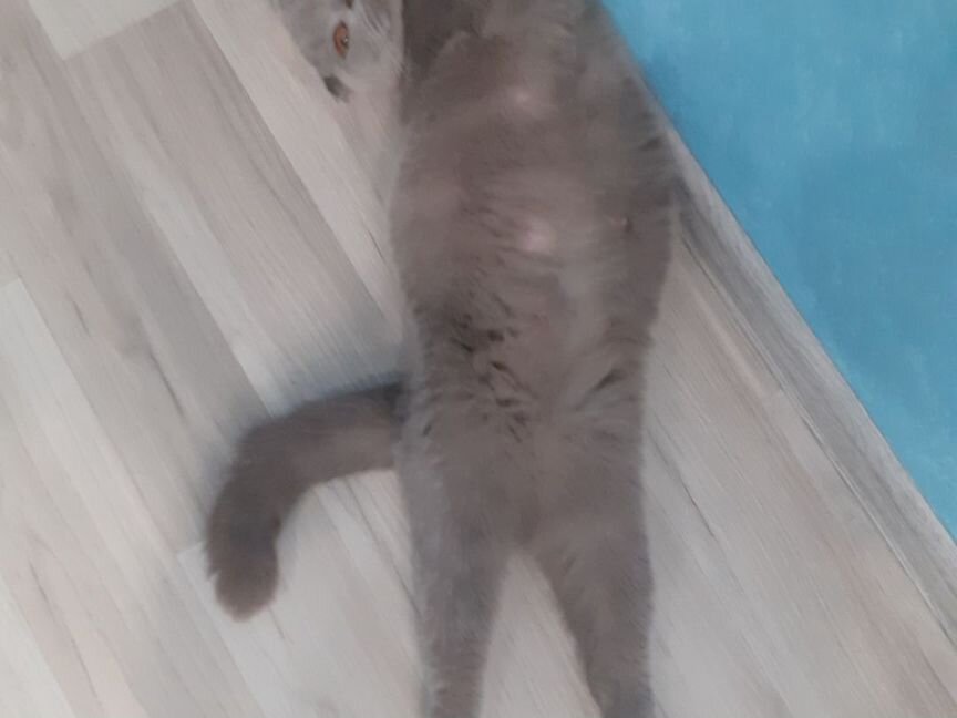 Шотландская вислоухая кошка бесплатно