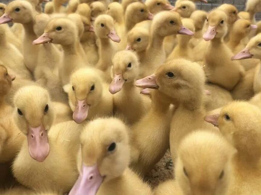 Утята Агидель