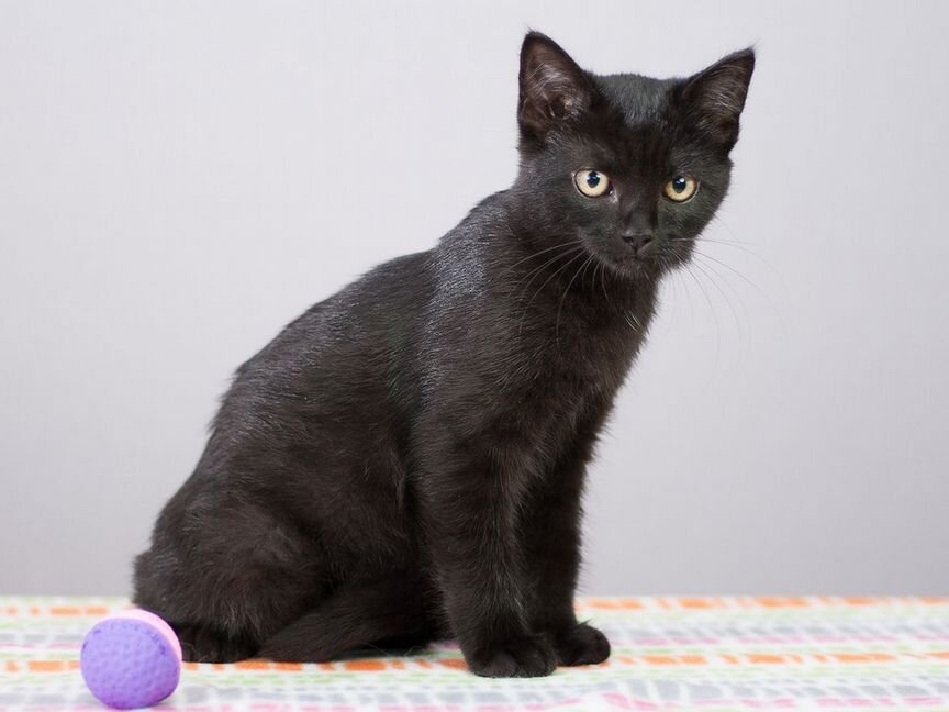 Котенок Маркиз 5 мес в дар