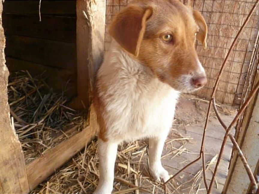 Собака на усыпление Ищем добрые руки