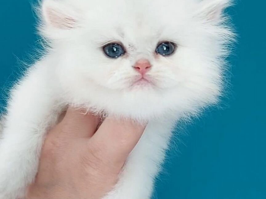 Супер красивый д/ш котик серебристая шиншилла