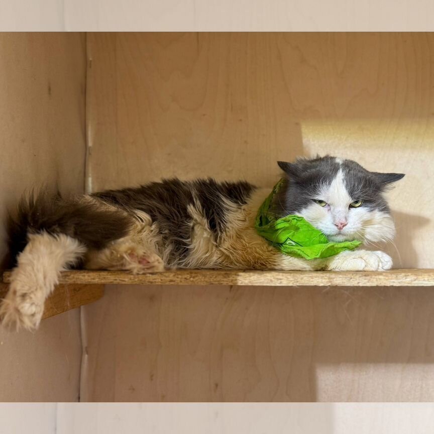 Взрослый кот в добрые руки