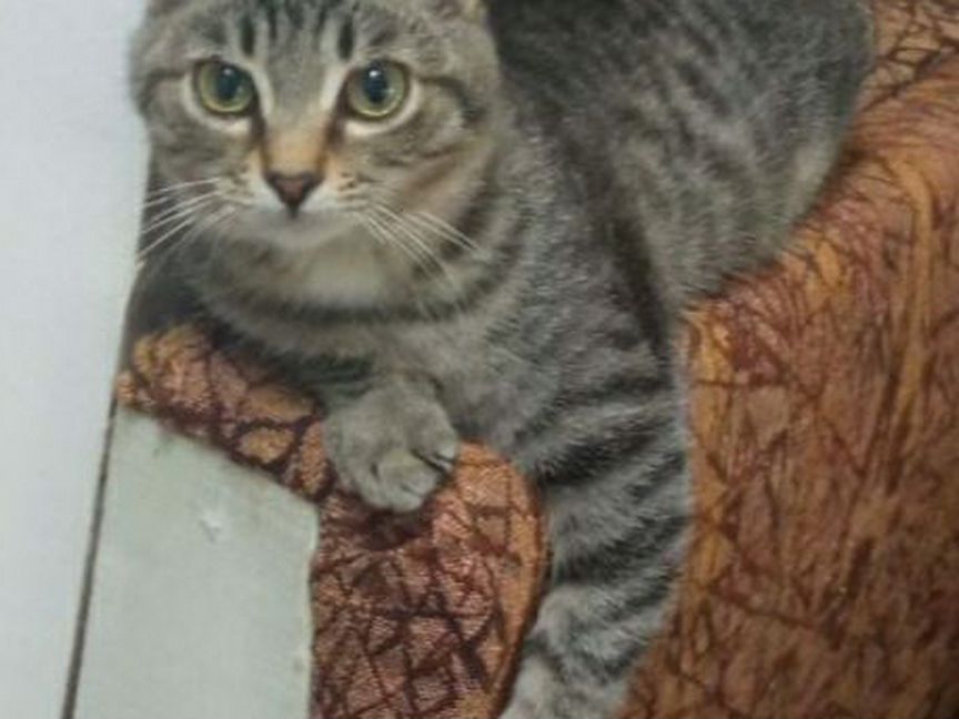 Котенок Жорик