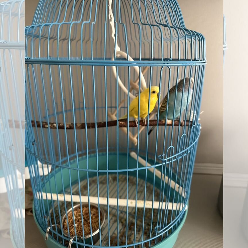 Волнистый попугай с клеткой