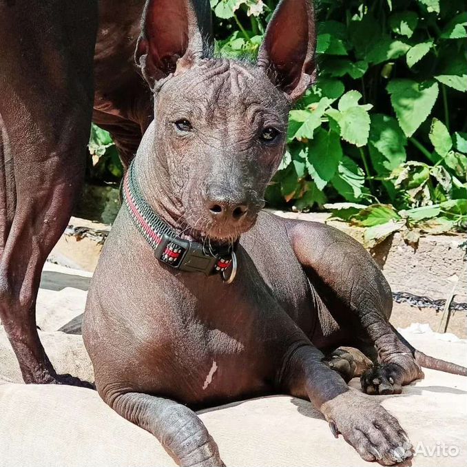 Ксолоитцкуинтли средний