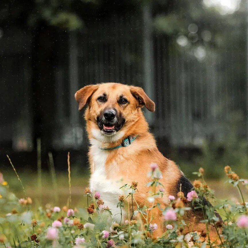 Собака в добрые руки