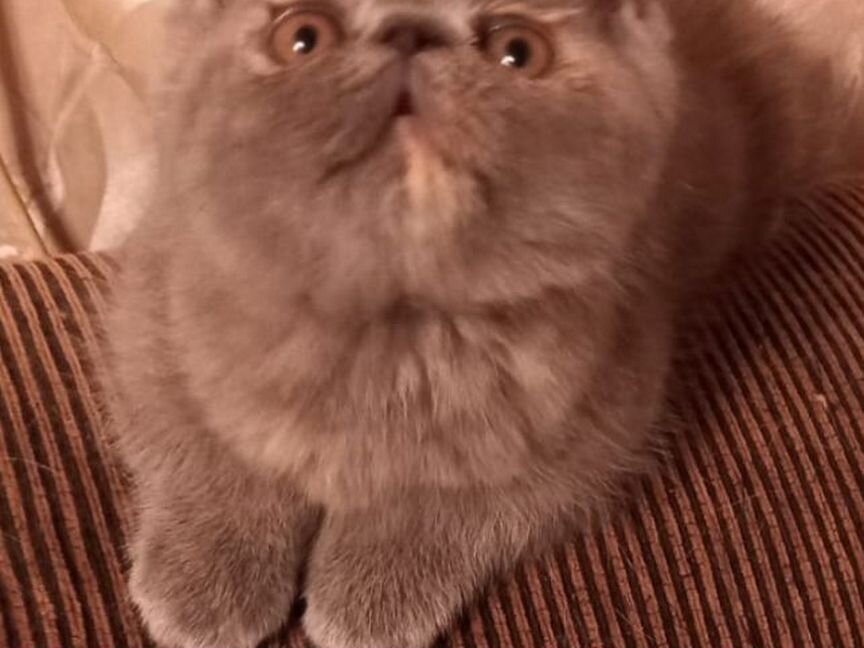 Экзотическая Кошечка