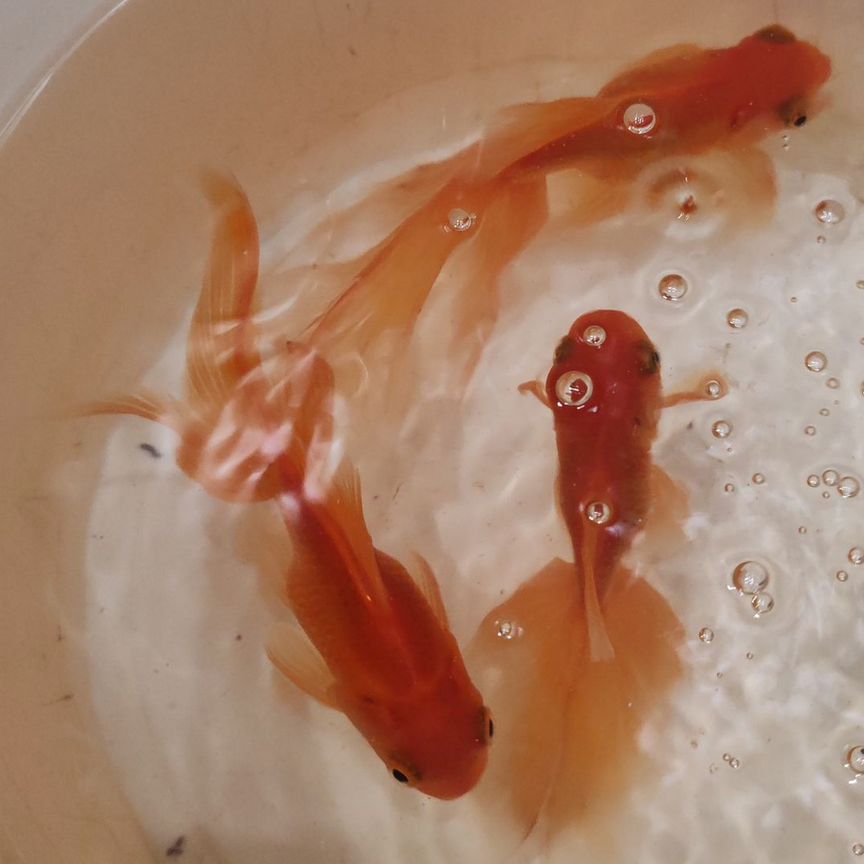 Золотые рыбки   все для аквариума