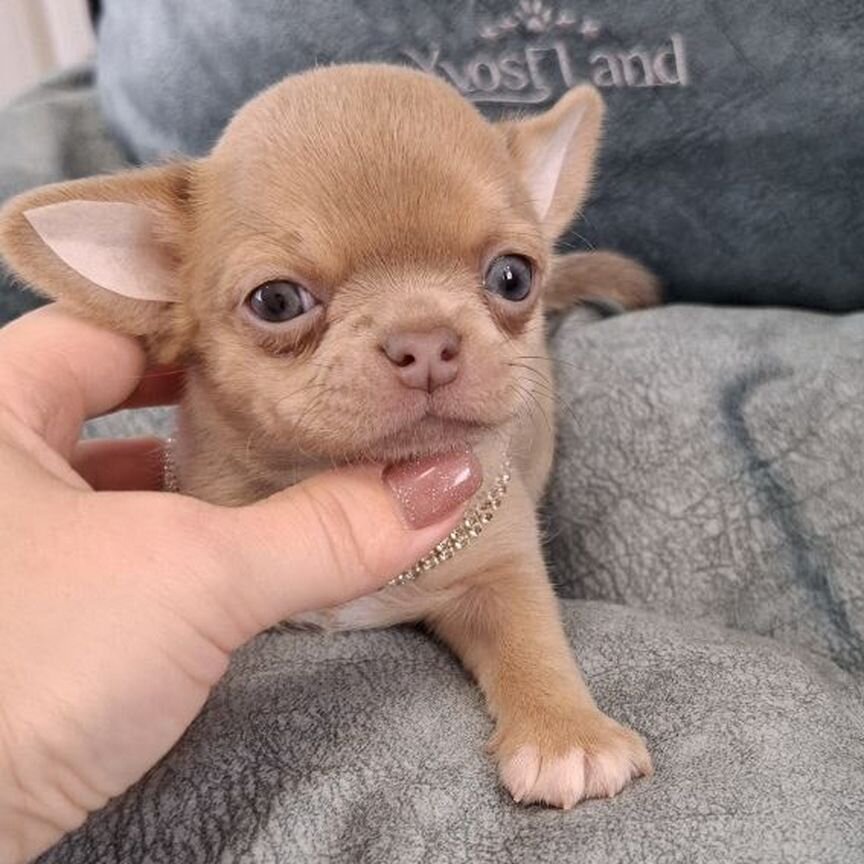 Чихуахуа, щенок