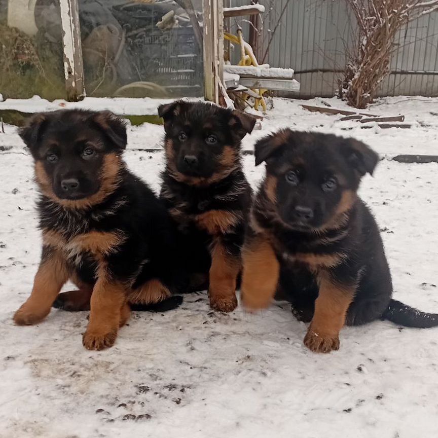 Немецкая овчарка, щенок