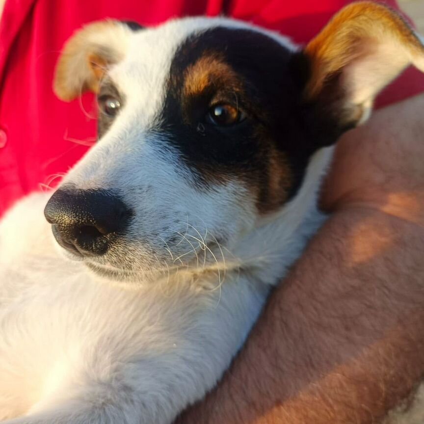 Щенок в добрые руки