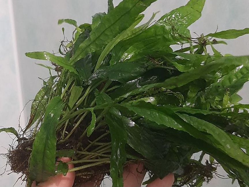 Аквариумные растения