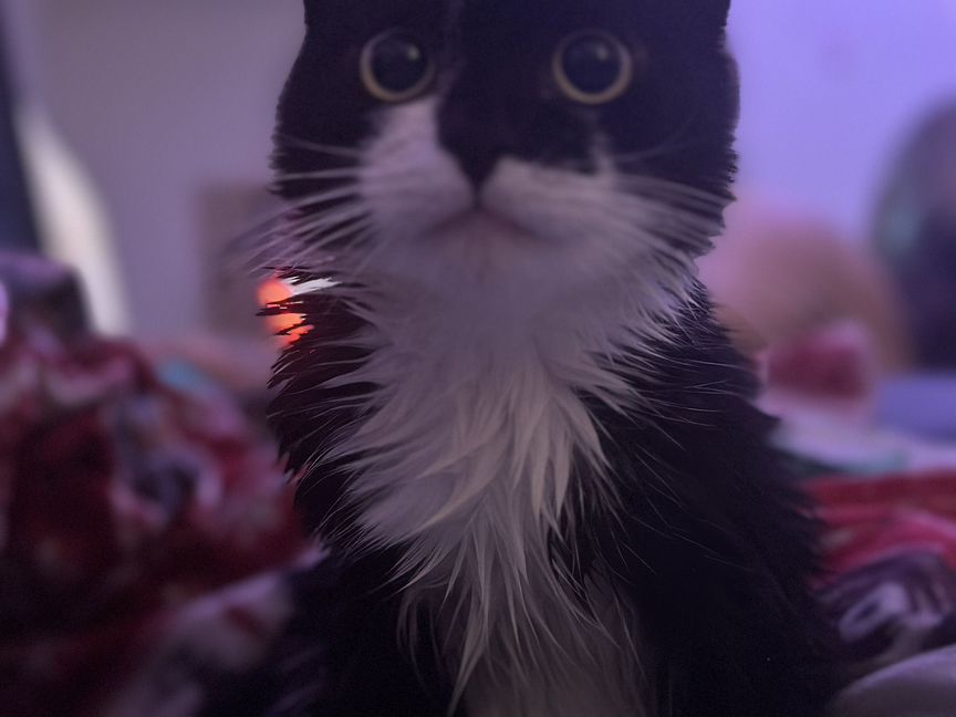 Котики отдам в хорошие руки